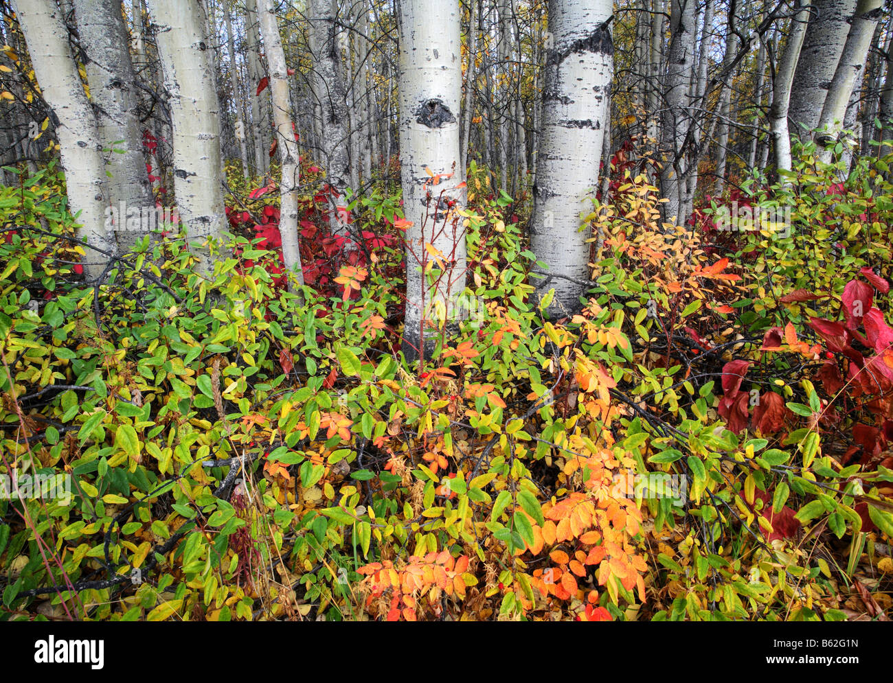 Autumn colors in a Northern British Columbia forest Stock Photo - Alamy