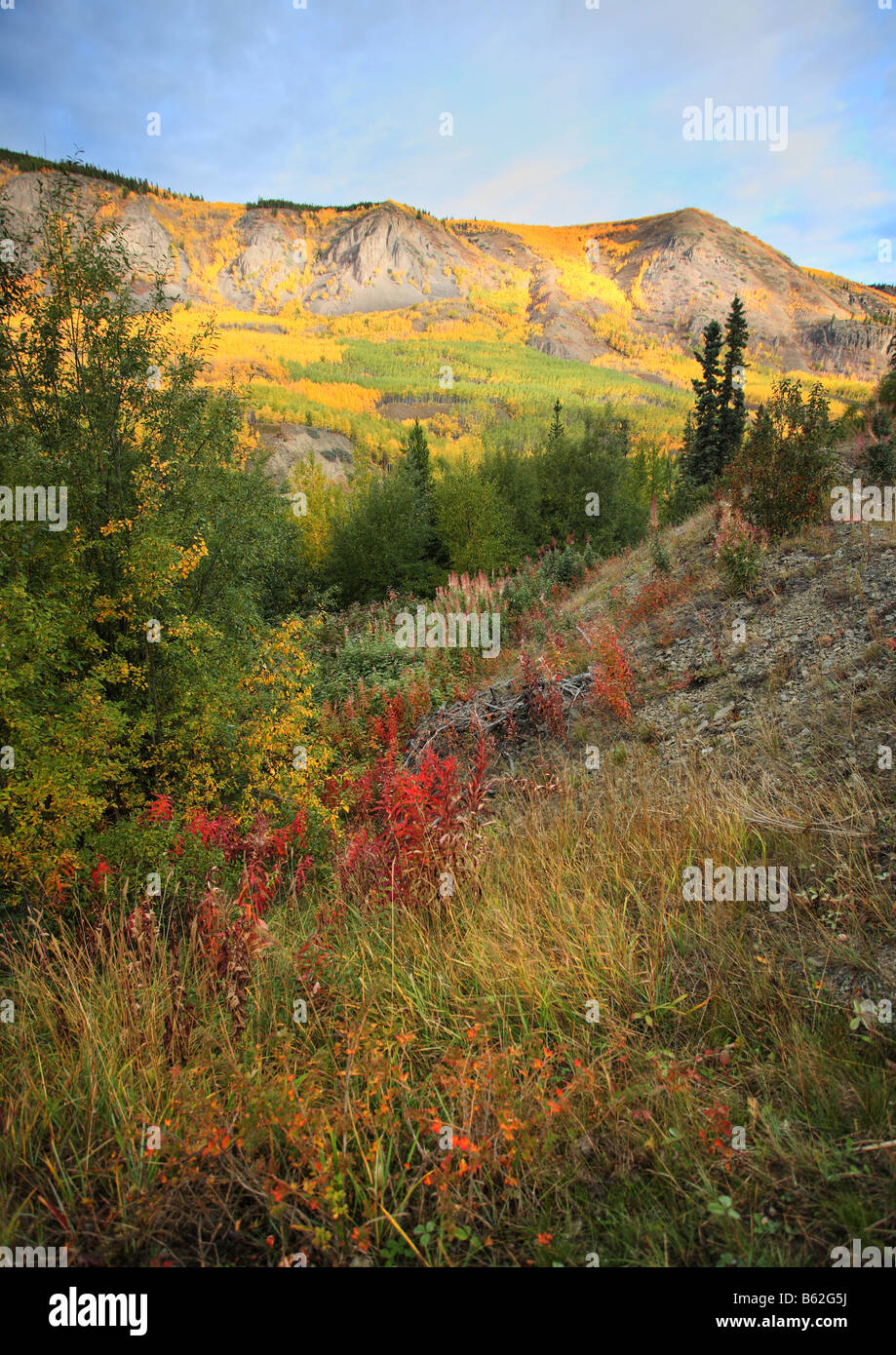 Autumn colors in Northern British Columbia Stock Photo - Alamy