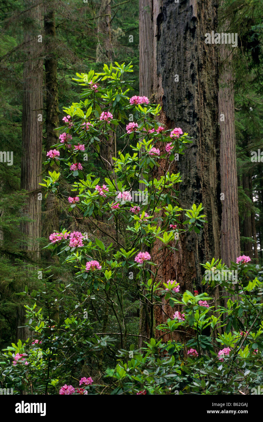 Wild Rhododendrons bloom in redwood forest Redwood National Park ...