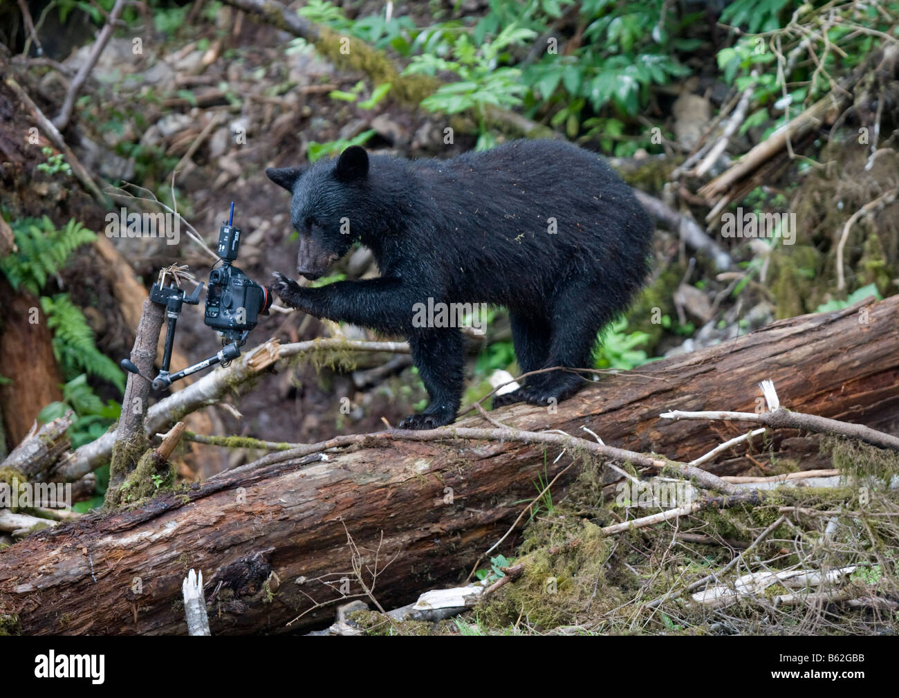 USA Alaska Kake Black Bear Ursus americanus inspects remote control ...