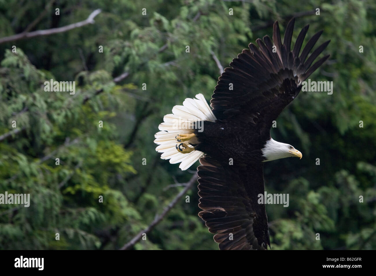 Bald eagle flying through trees hi-res stock photography and images - Alamy