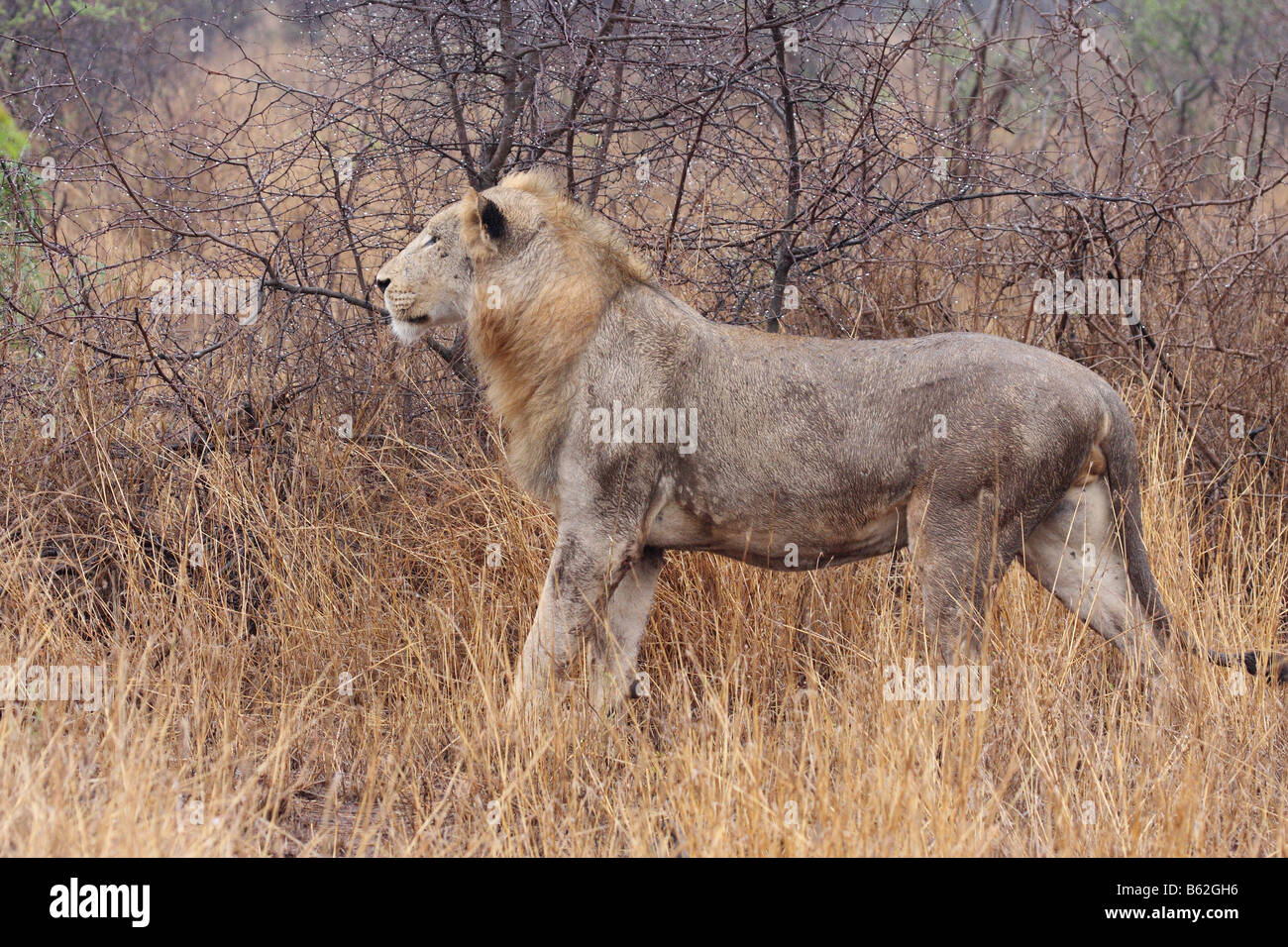 young male lion stalking prey Stock Photo - Alamy