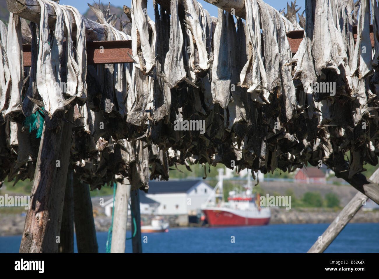 Dried cod hanging on drying racks in the sun near Moskenes Lofoten ...
