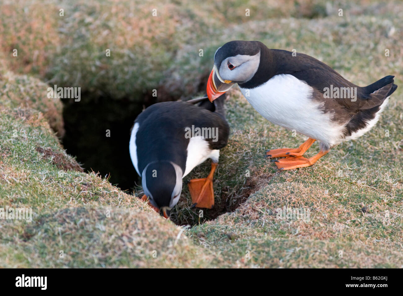 Puffins at burrow Fair Isle Shetland Stock Photo - Alamy