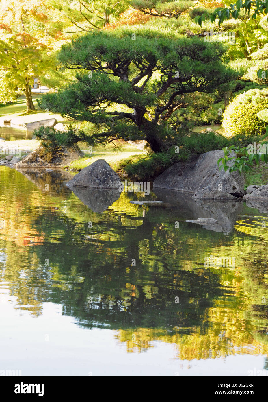 Japanese lacquer tree hi-res stock photography and images - Alamy