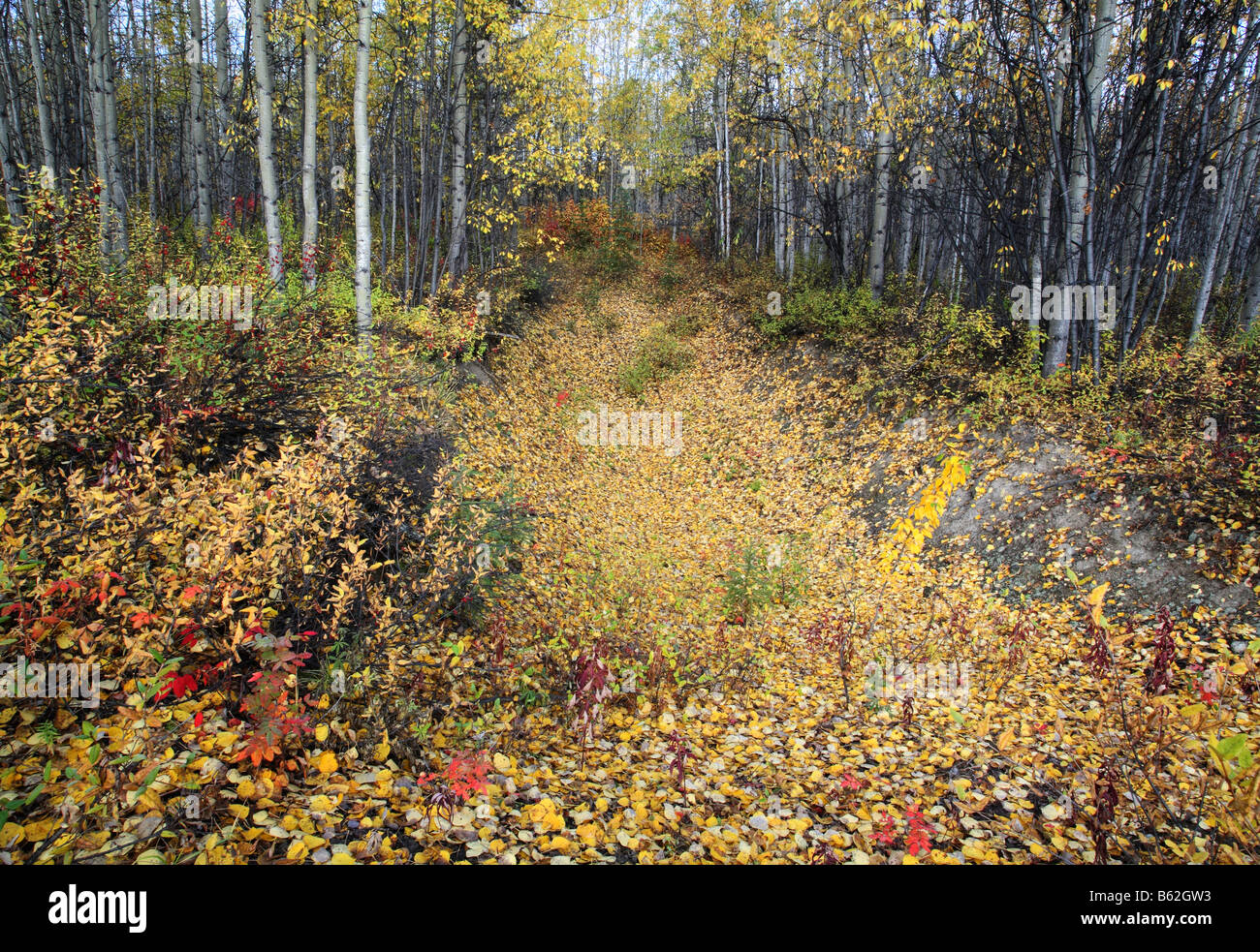Autumn colors in a Northern British Columbia forest Stock Photo - Alamy