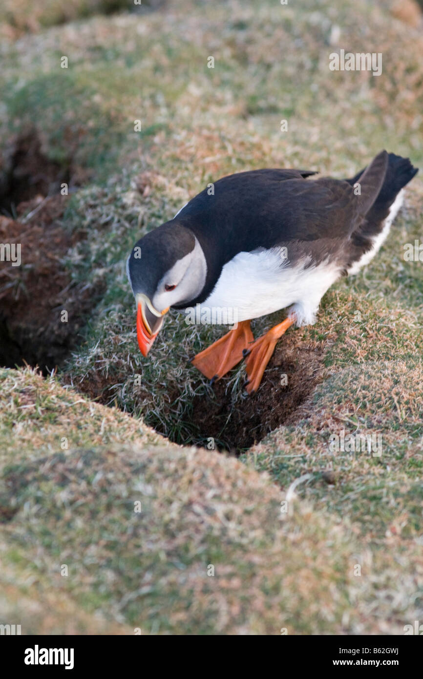 Puffin going down burrow Fair Isle Shetland Stock Photo - Alamy