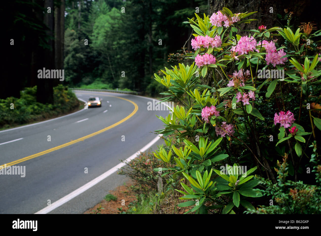 Drive through redwood national park hi-res stock photography and images ...