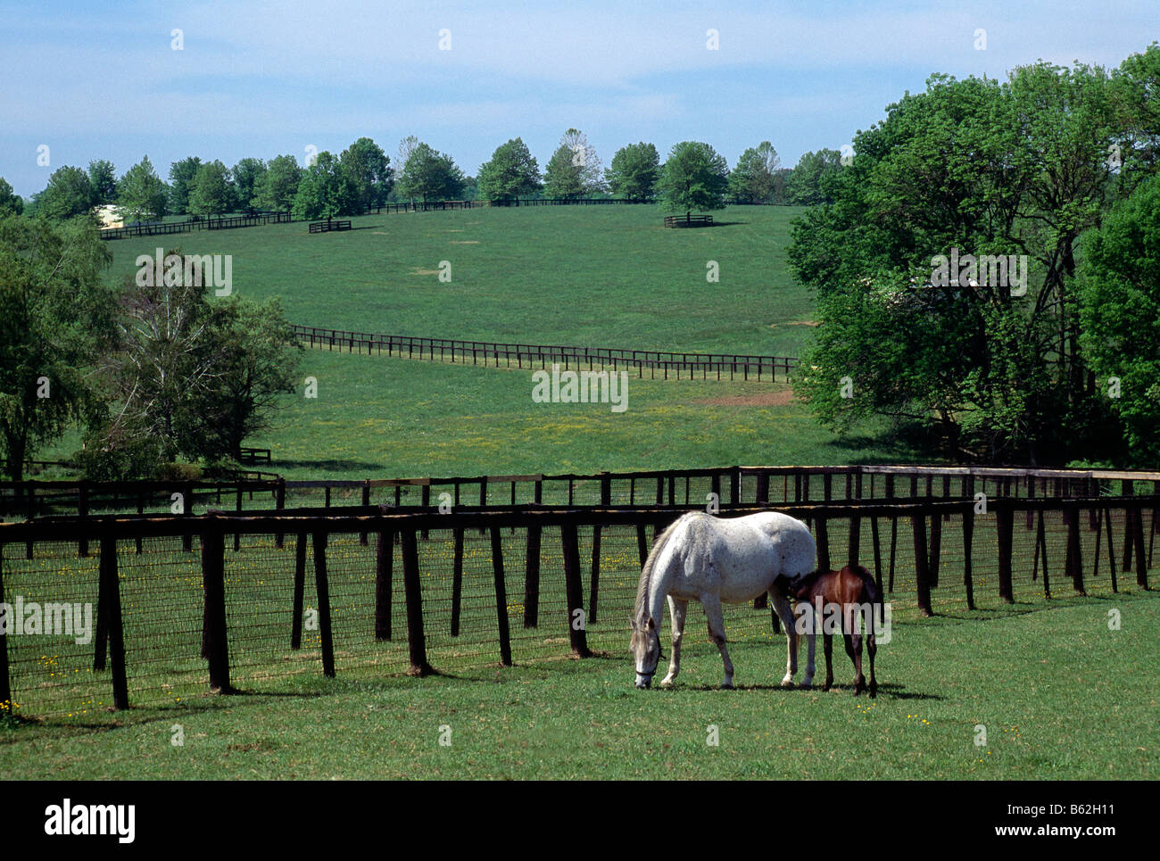 Mare and foal, Derry Meeting Farm, Chester County, Pennsylvania, USA ...