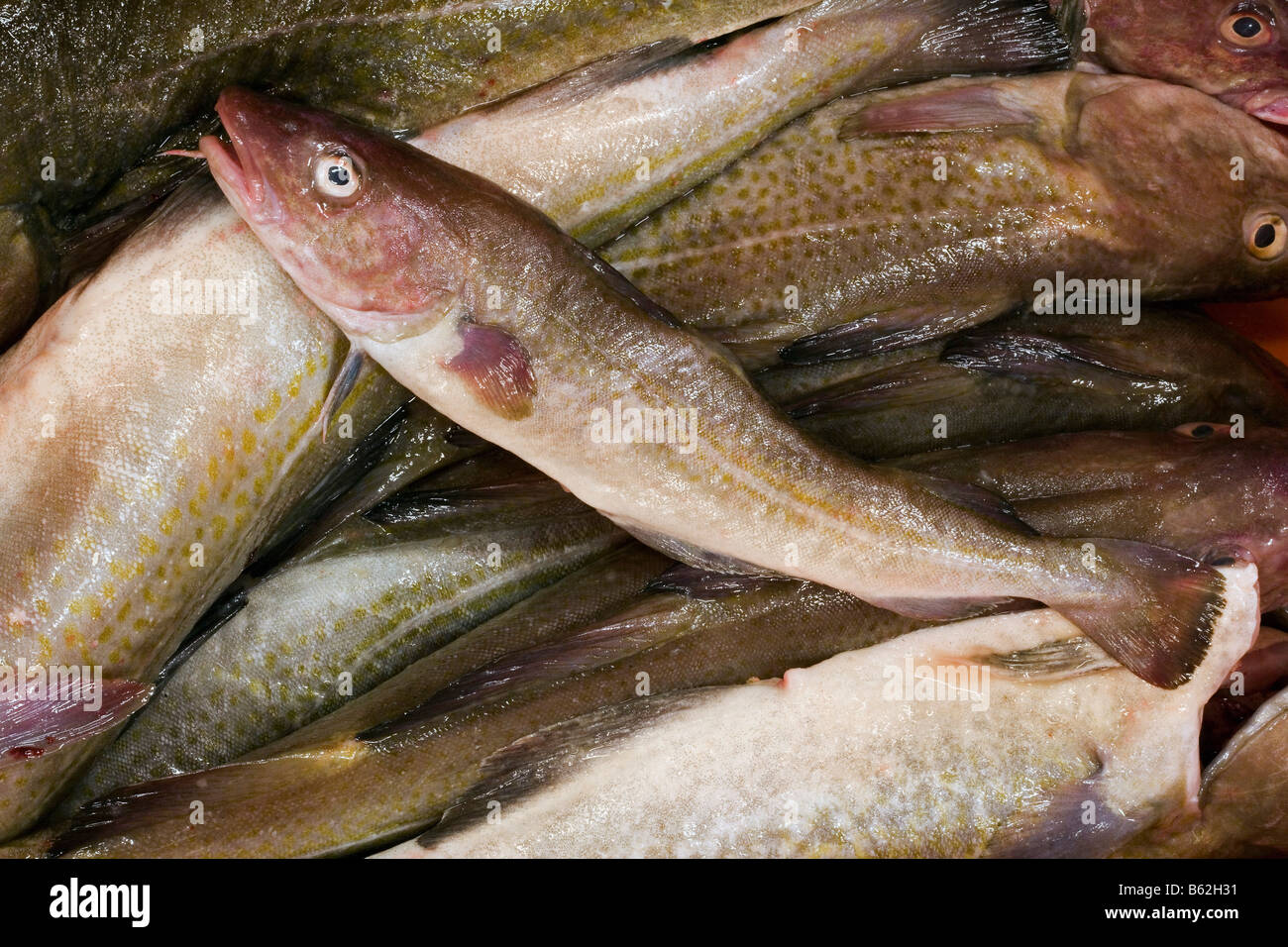 Holland Flevo Urk Fish auction Cod fish Stock Photo - Alamy