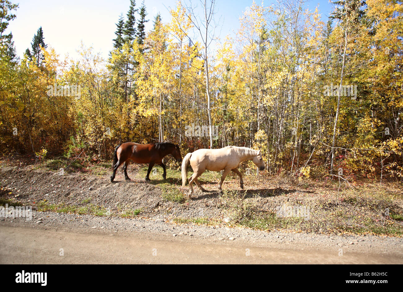 Range horses hi-res stock photography and images - Alamy