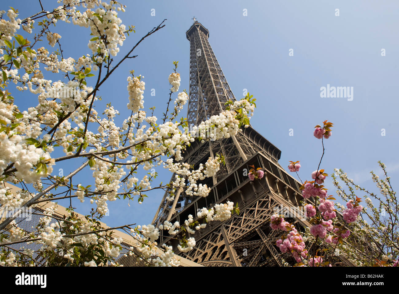 Trees bloom in a Paris spring next to the iconic Eiffel Tower Stock ...