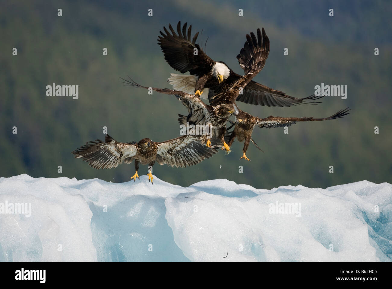 USA Alaska Tongass National Forest Bald Eagle Haliaeetus leucocephalus ...