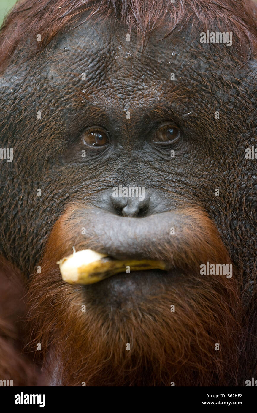 Flanged orangutan hi-res stock photography and images - Alamy