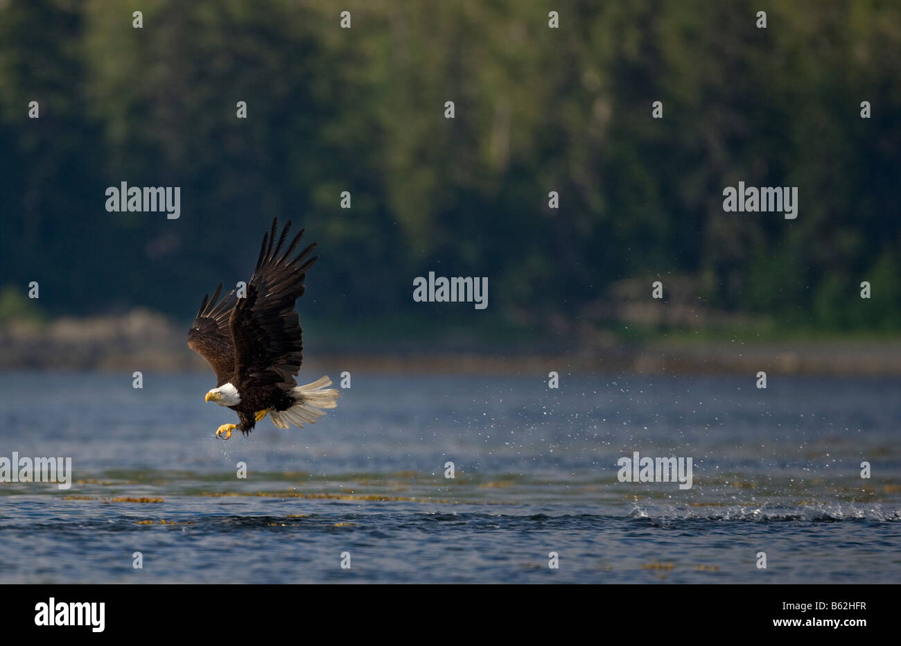 USA Alaska Bald Eagle Haliaeetus leucocephalus flying just above ...