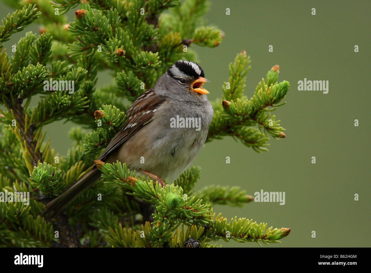 A White-crowned Sparrow (Zonotrichia leucophrys) sings from a spruce ...