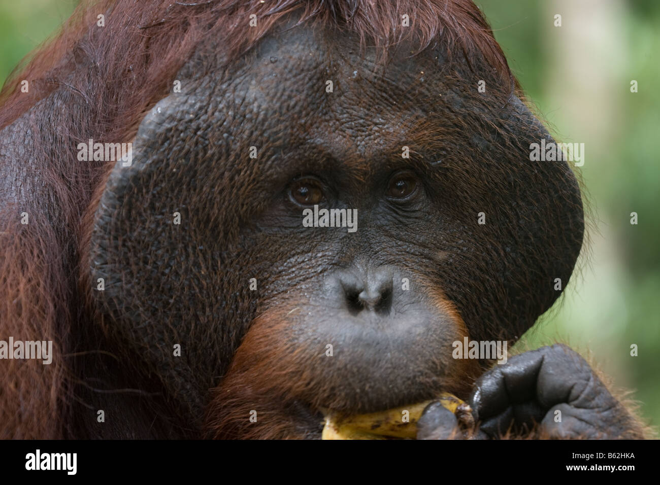 Flanged male bornean bornean orangutan Pongo pygmaeus eating a banana ...