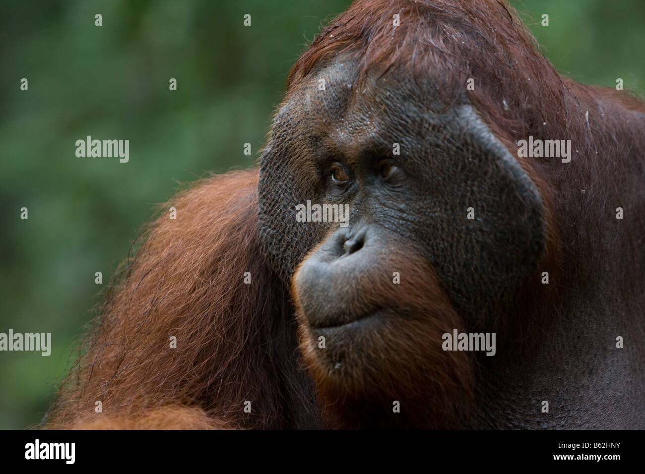 Flanged male bornean bornean orangutan Pongo pygmaeus eating a banana ...