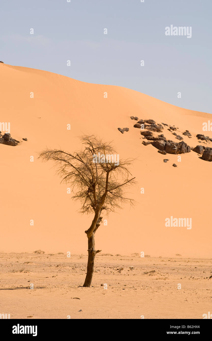 Camels Wadi Teshuinat Akakus Sahara desert Fezzan Libya Stock Photo - Alamy