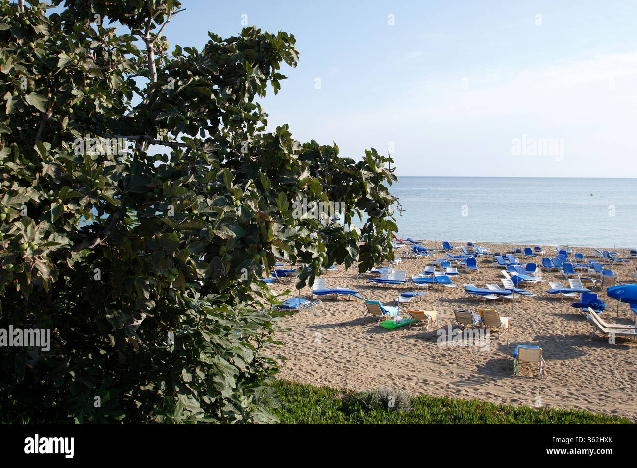 Moraceous hi-res stock photography and images - Alamy