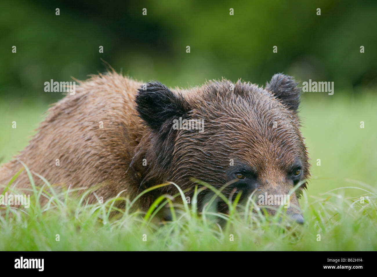 USA Alaska Misty Fjords National Monument Brown Grizzly Bear Ursus ...