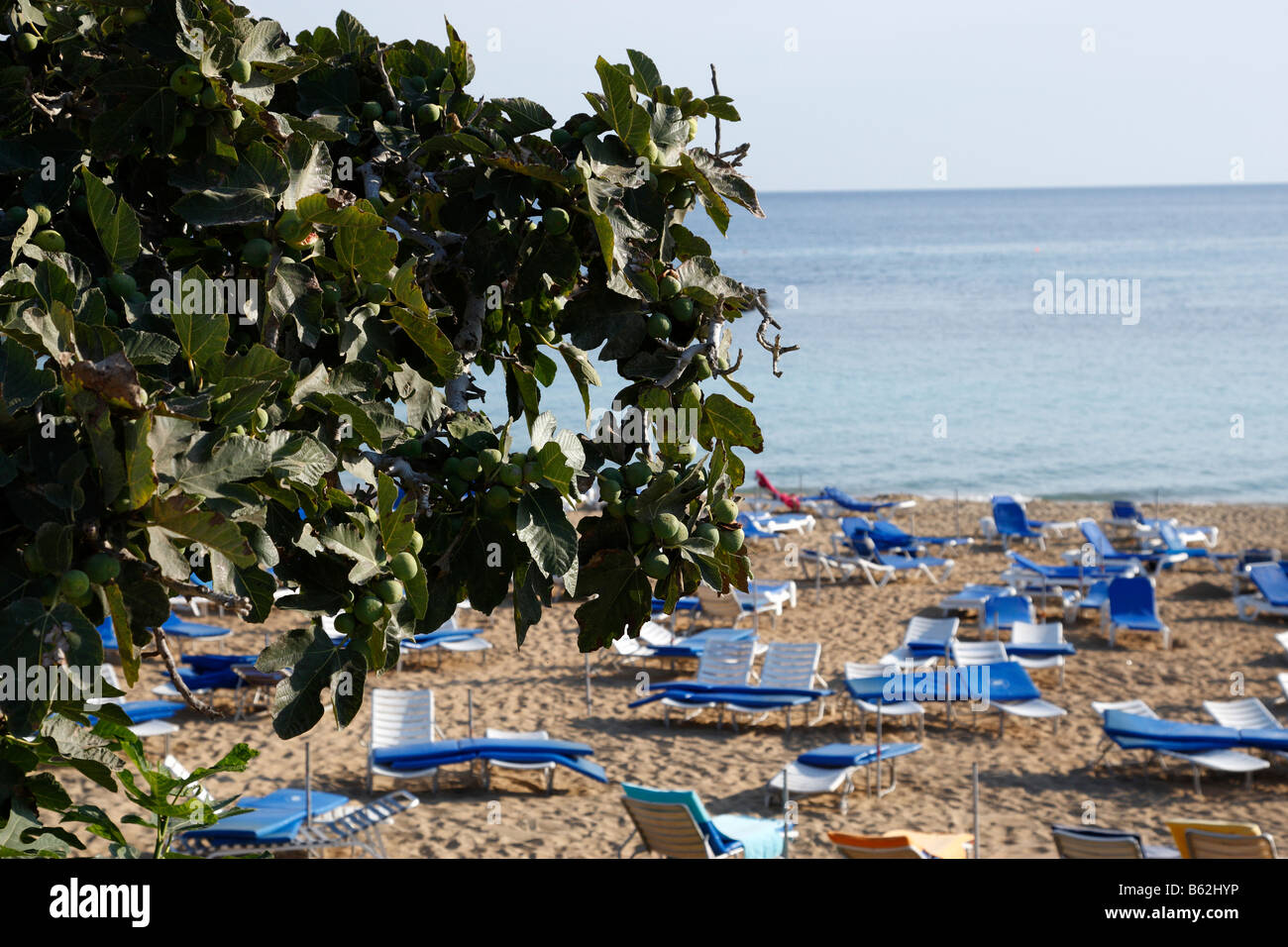 fig tree bay beach protaras cyprus mediterranean Stock Photo - Alamy