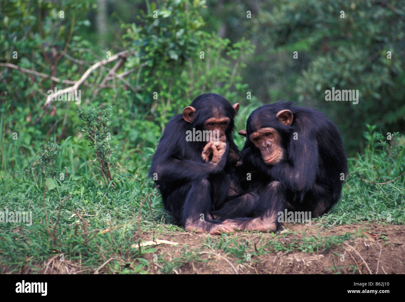 2 chimpanzees hi-res stock photography and images - Alamy