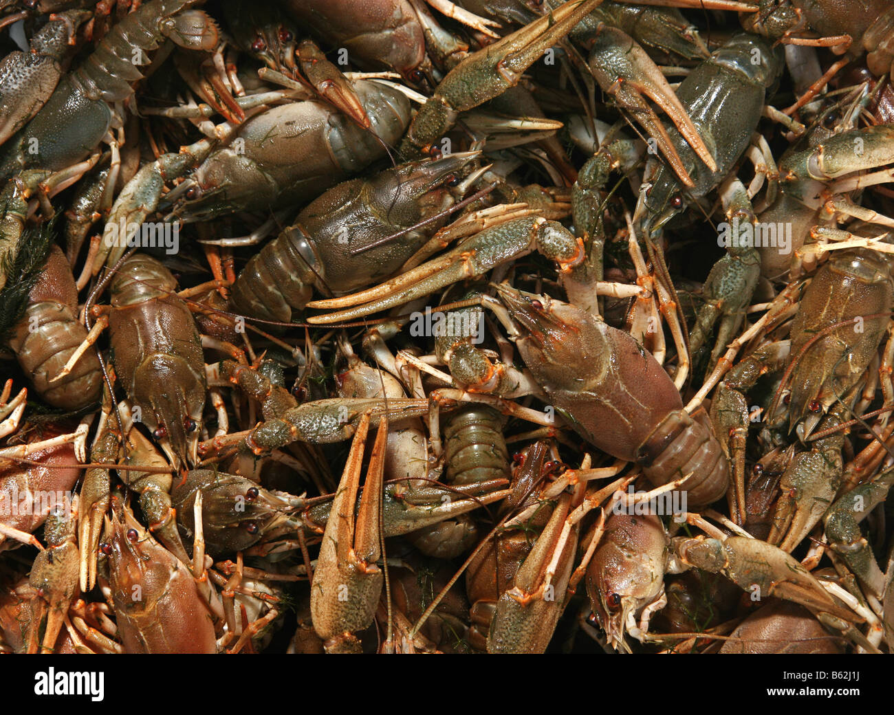 Detail fresh raw river crayfish background Stock Photo - Alamy
