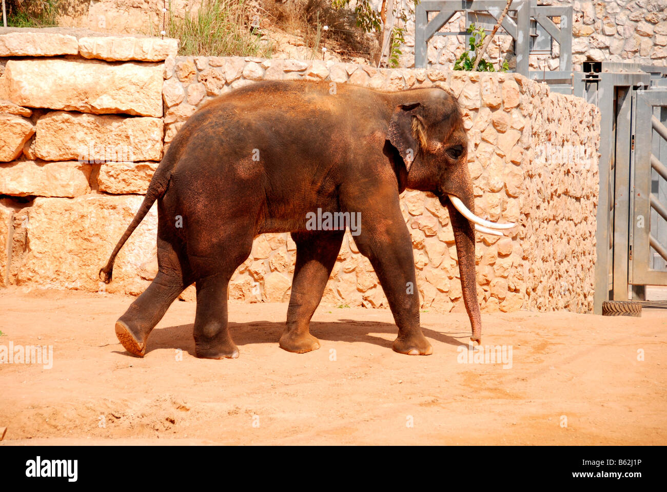 Elephant cage hi-res stock photography and images - Alamy