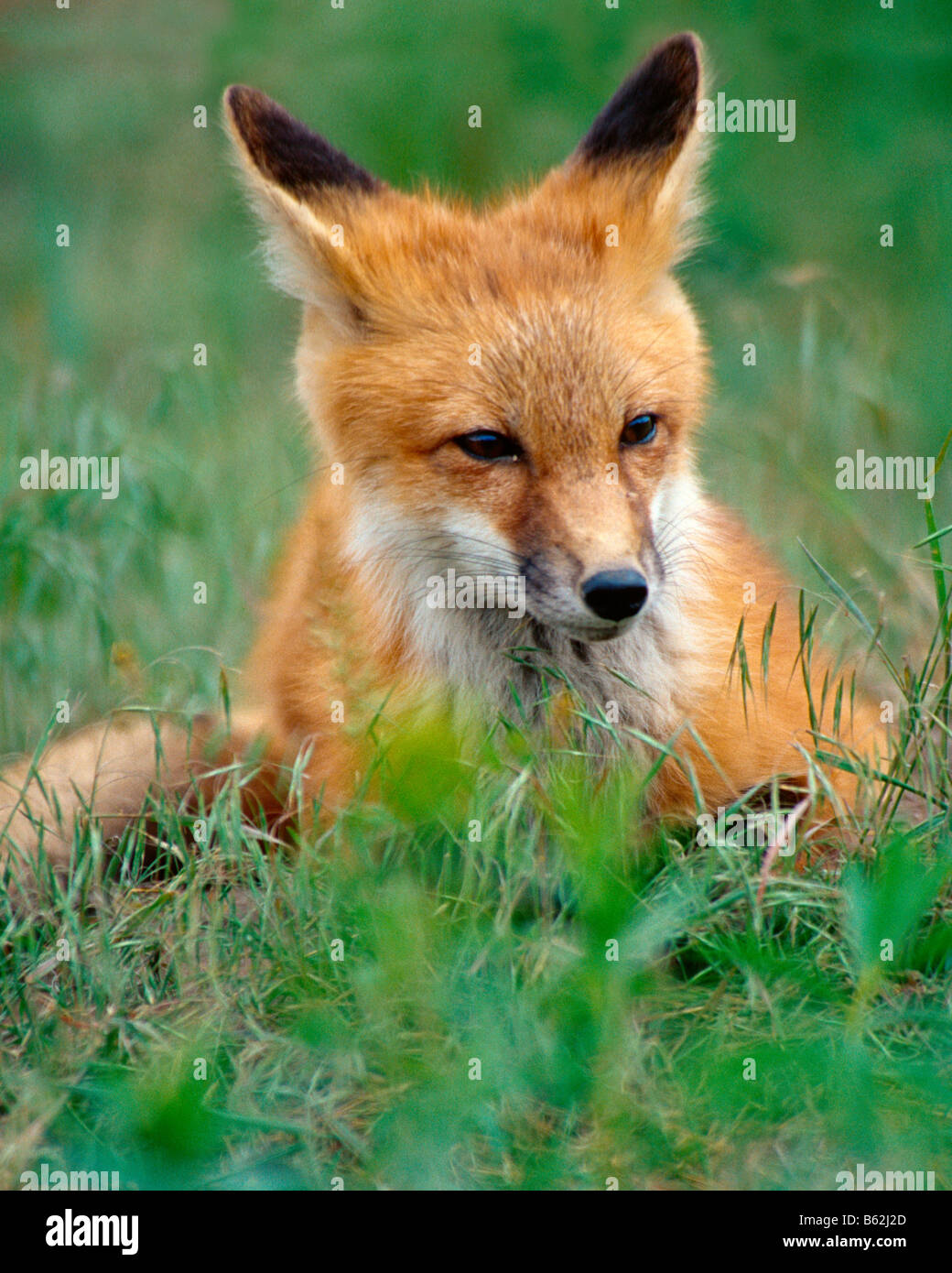 Orange red fox sitting hi-res stock photography and images - Alamy