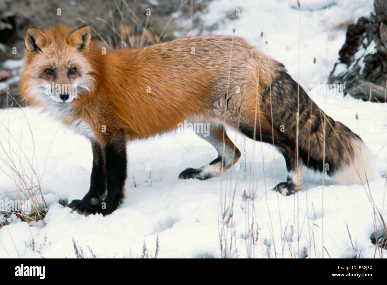 Red fox in the snow - controlled conditions Stock Photo - Alamy