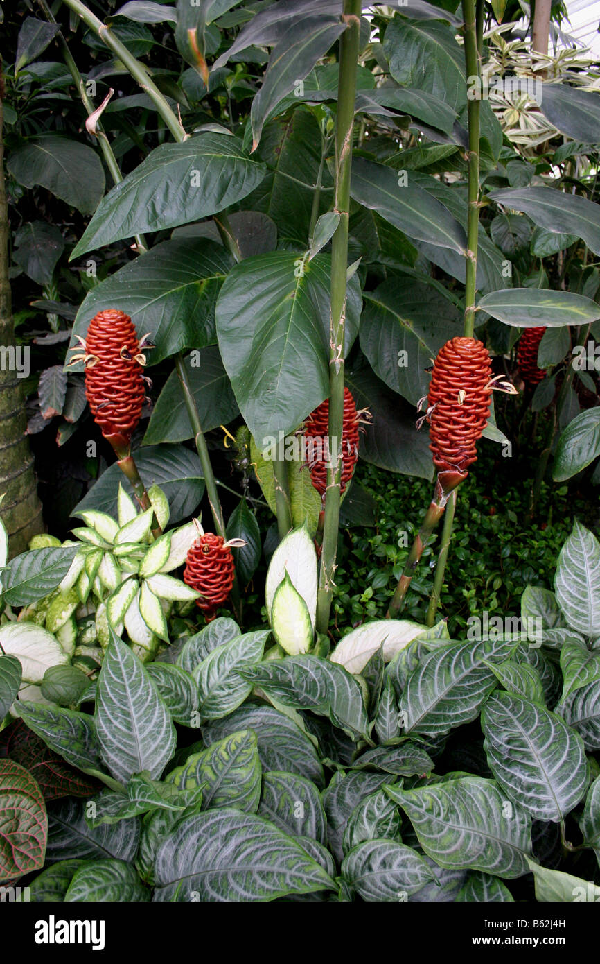 ZINGIBER SPECTABILE. BEEHIVE GINGER Stock Photo - Alamy
