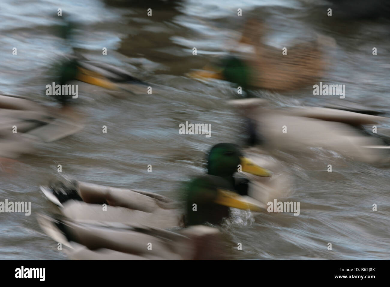 Mallard ducks feeding Stock Photo - Alamy