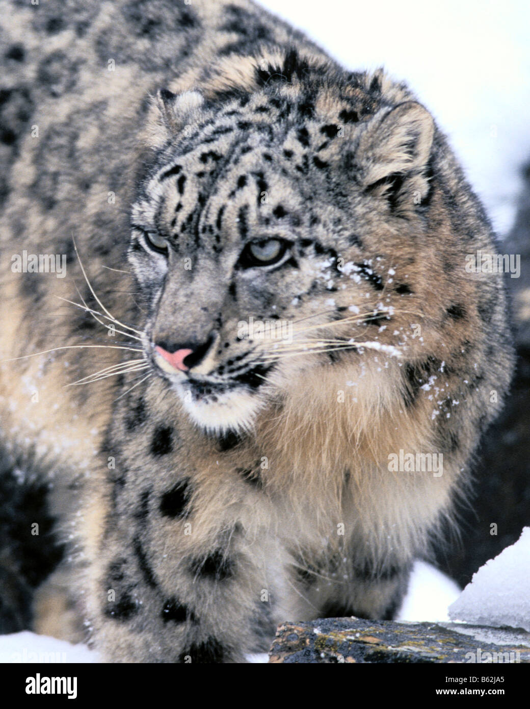 Snow leopard watching from a snow covered group of snow covered rocks ...