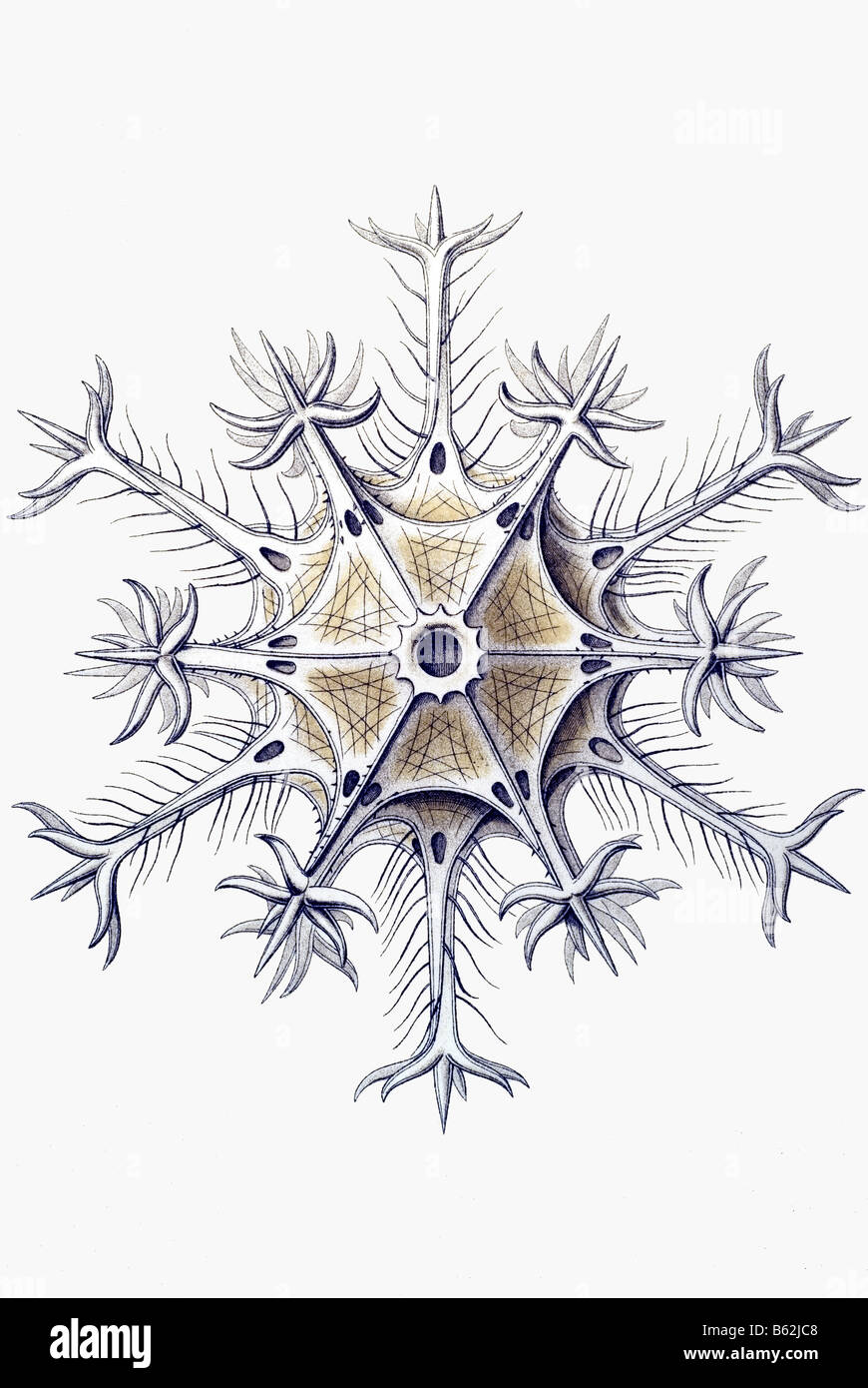 Phaeodaria / Rohrstrahlinge, Name Circogonia, Haeckel, Kunstformen der ...