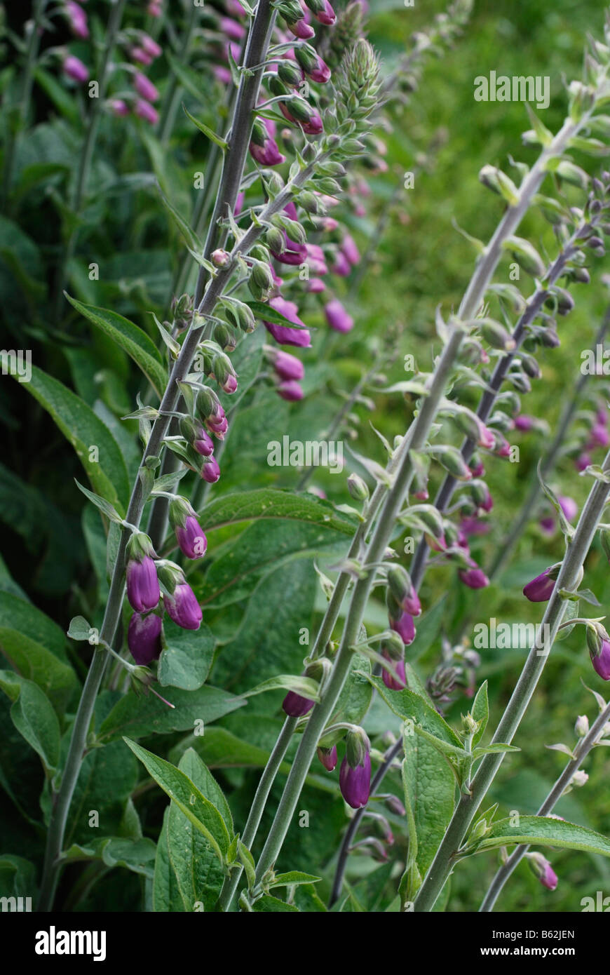 Finger flower digitalis hi-res stock photography and images - Alamy