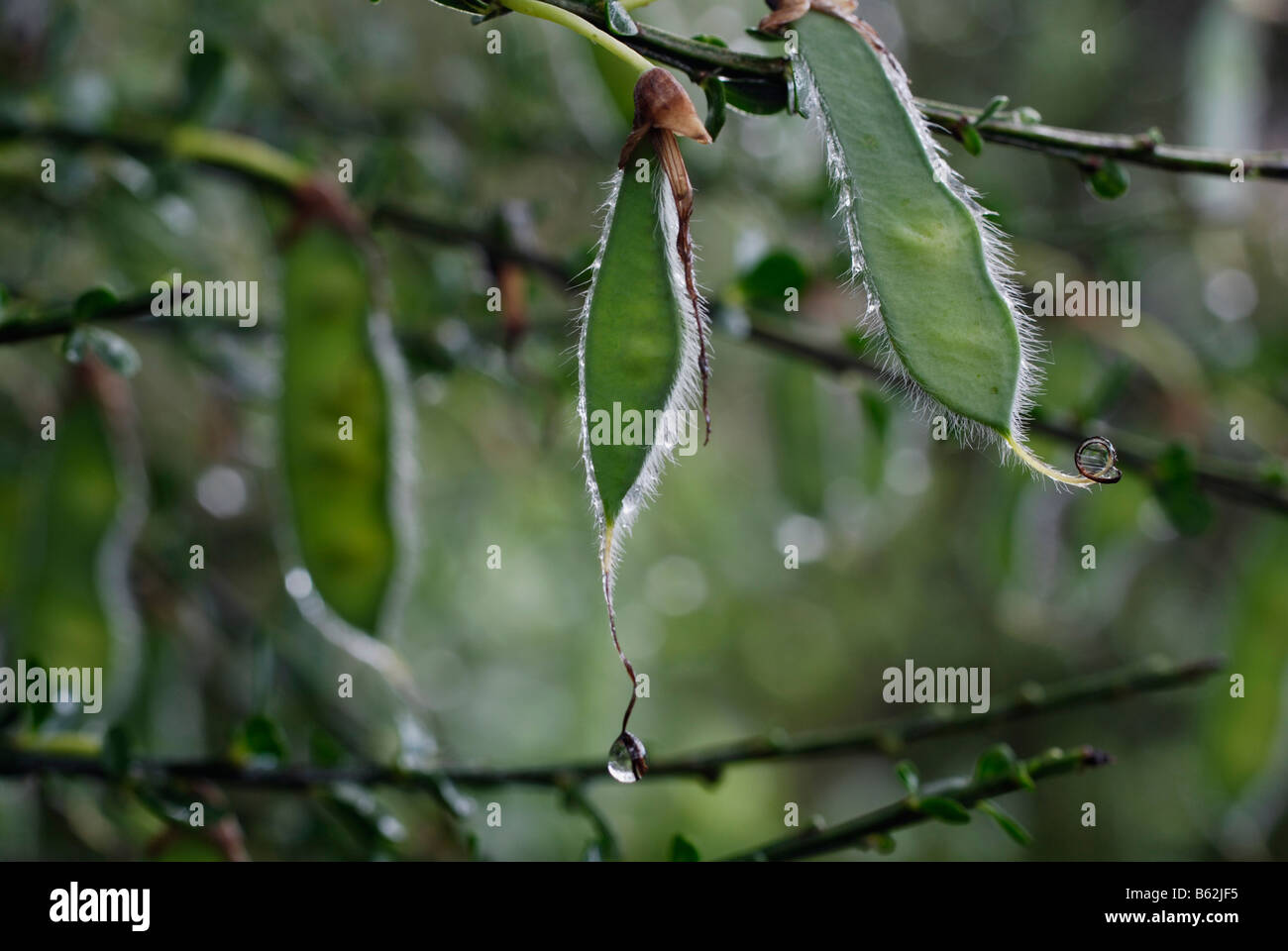 Common Broom seed pods Stock Photo - Alamy