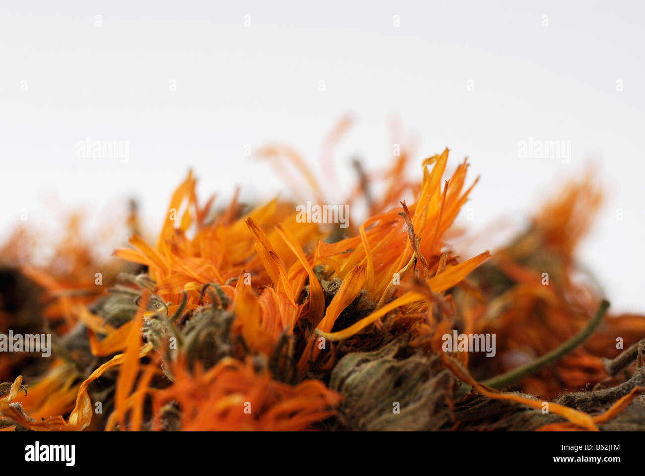 Dried calendula officinalis flowers hi-res stock photography and images ...