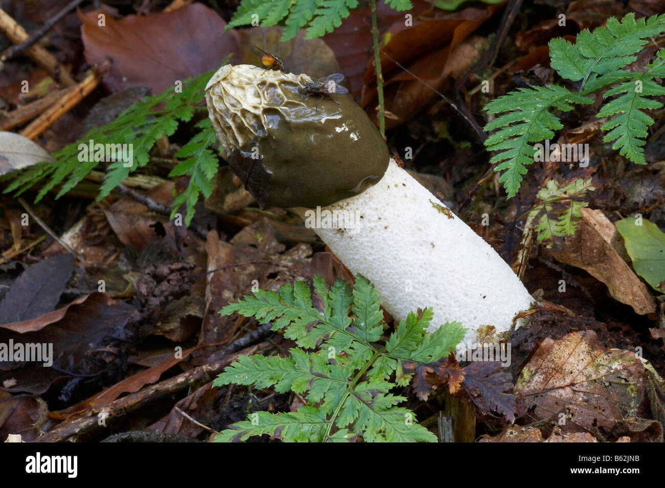 Stinkhorn fungi hi-res stock photography and images - Alamy
