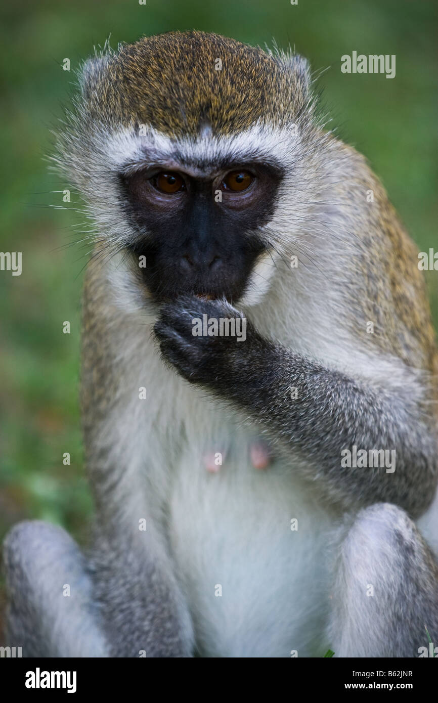 Chewing monkey hi-res stock photography and images - Alamy
