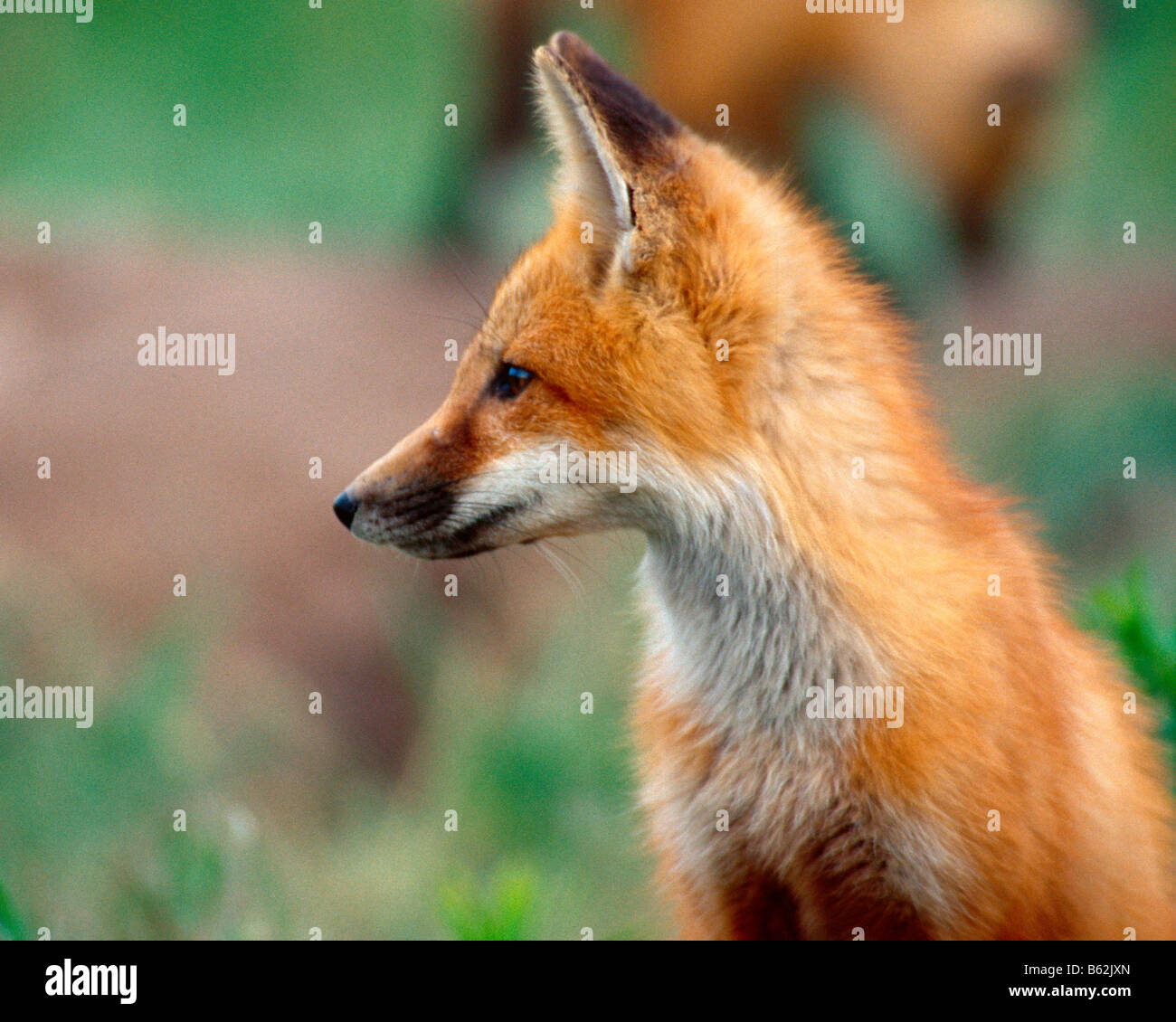 Red fox in Montana watching over the den Stock Photo - Alamy