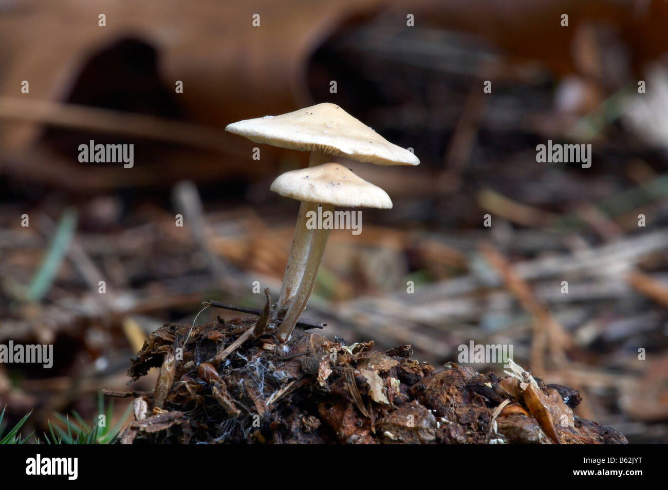 Myosura hi-res stock photography and images - Alamy