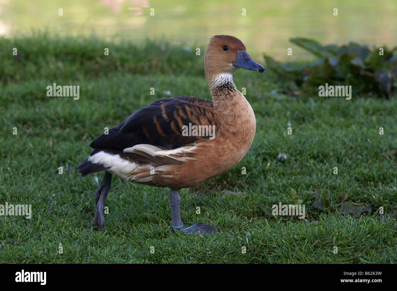 Plumed or Eyton s Whistling Duck Stock Photo - Alamy