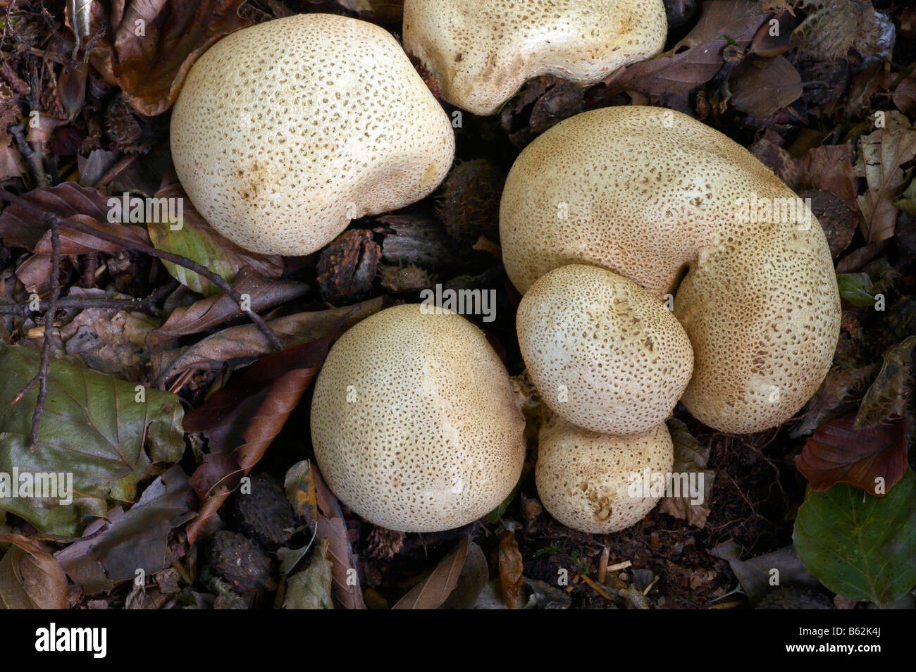 Common fungi hi-res stock photography and images - Alamy