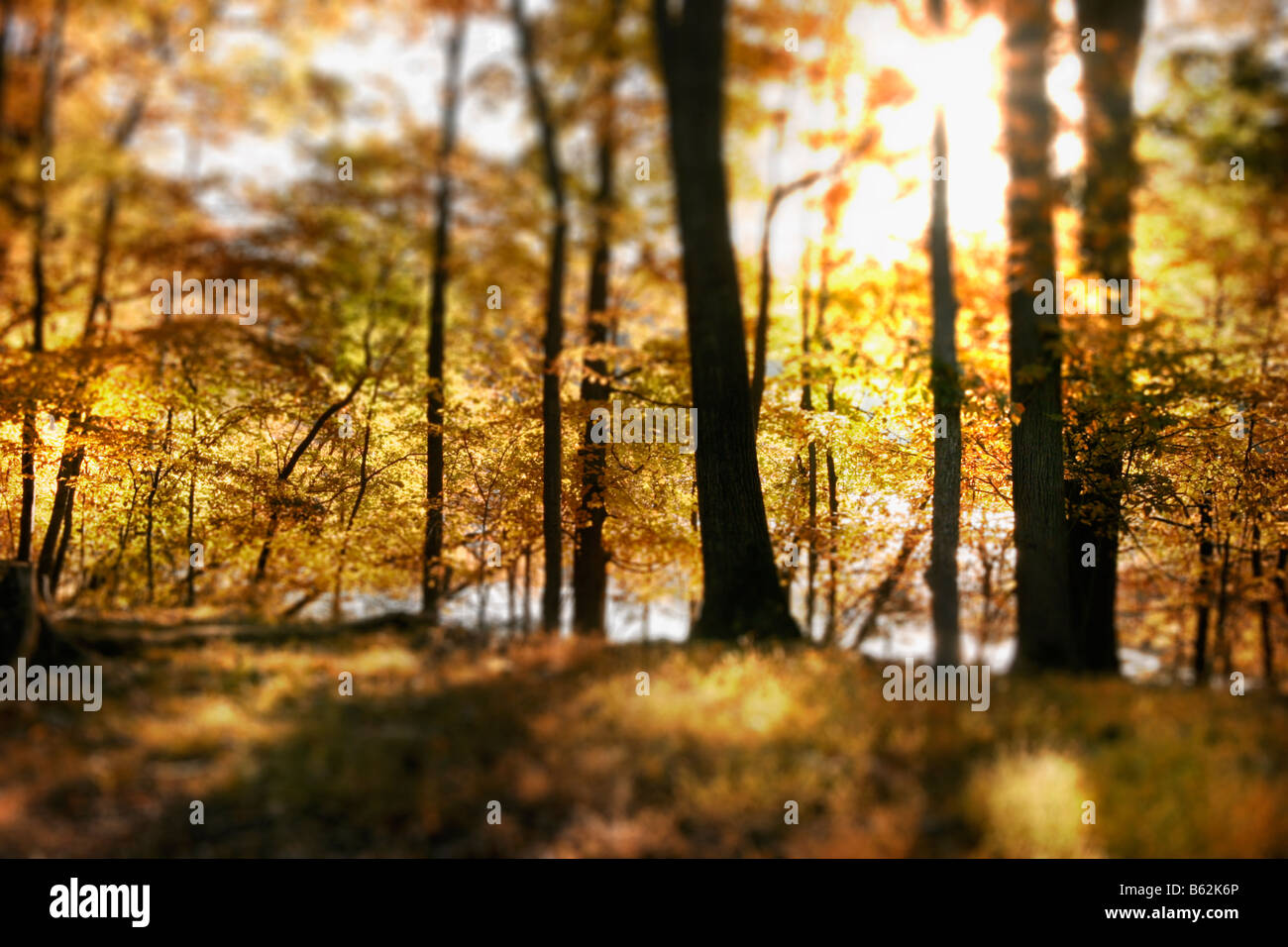 Trees in a forest Stock Photo - Alamy