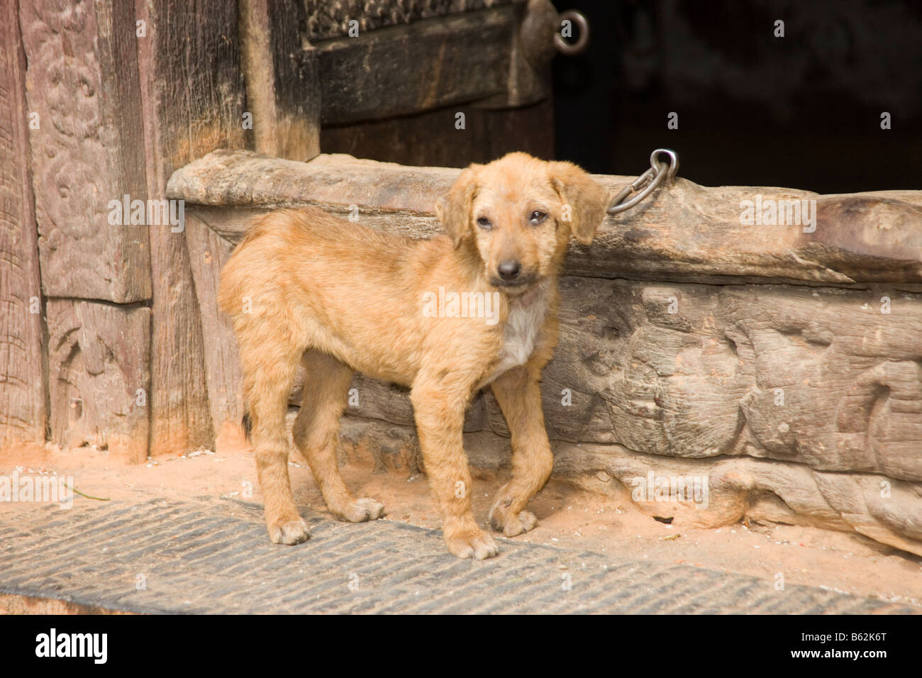 Small dog in the Buddhist temple complex of Swayambhunath the monkey ...