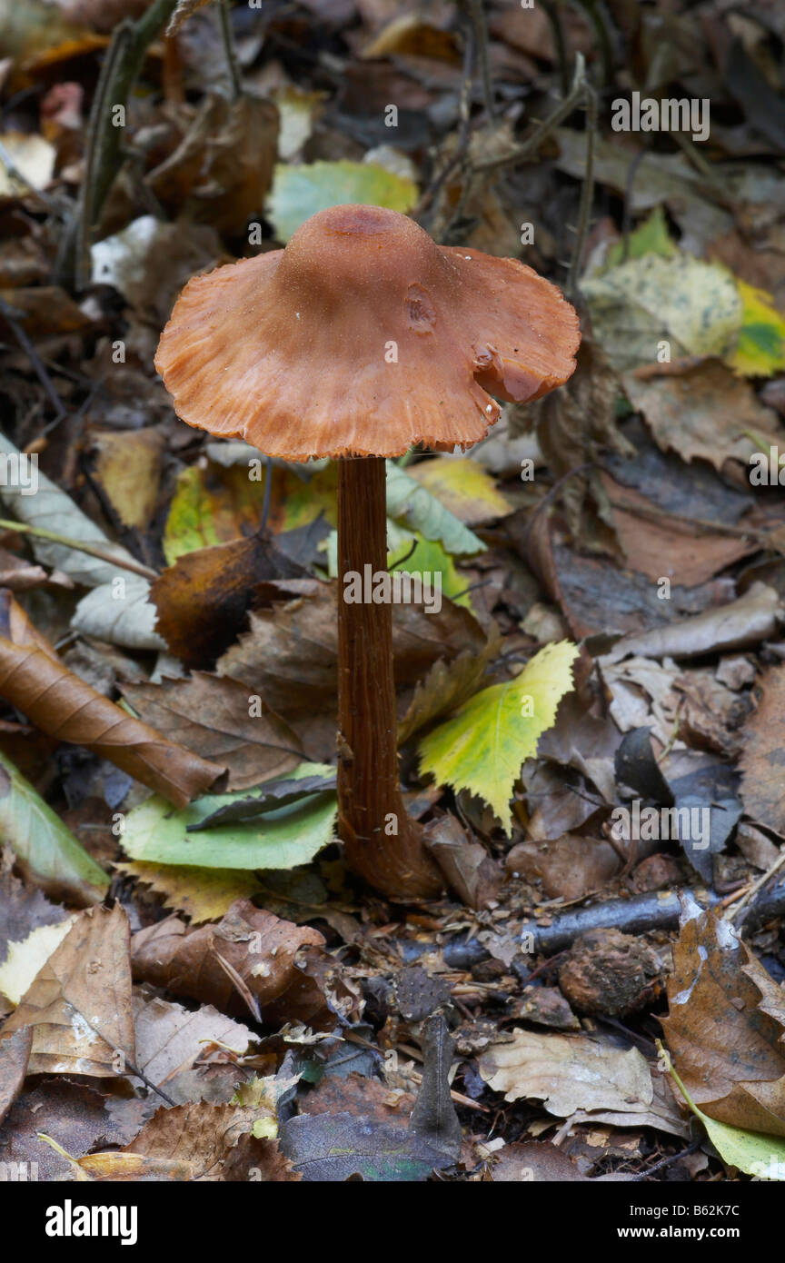 Laccaria laccata the deceiver hi-res stock photography and images - Alamy
