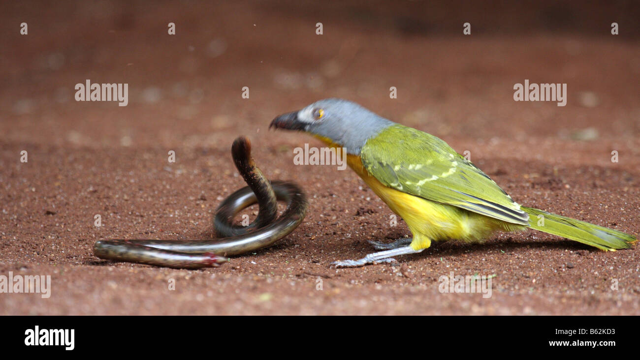 greyheaded bush shrike single adult attacking a blind snake Stock Photo ...