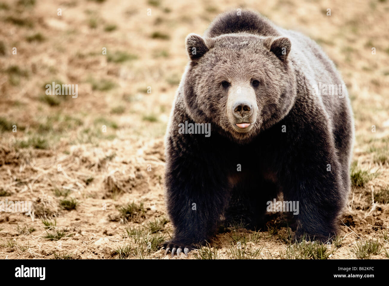 Black bear in a field Stock Photo - Alamy