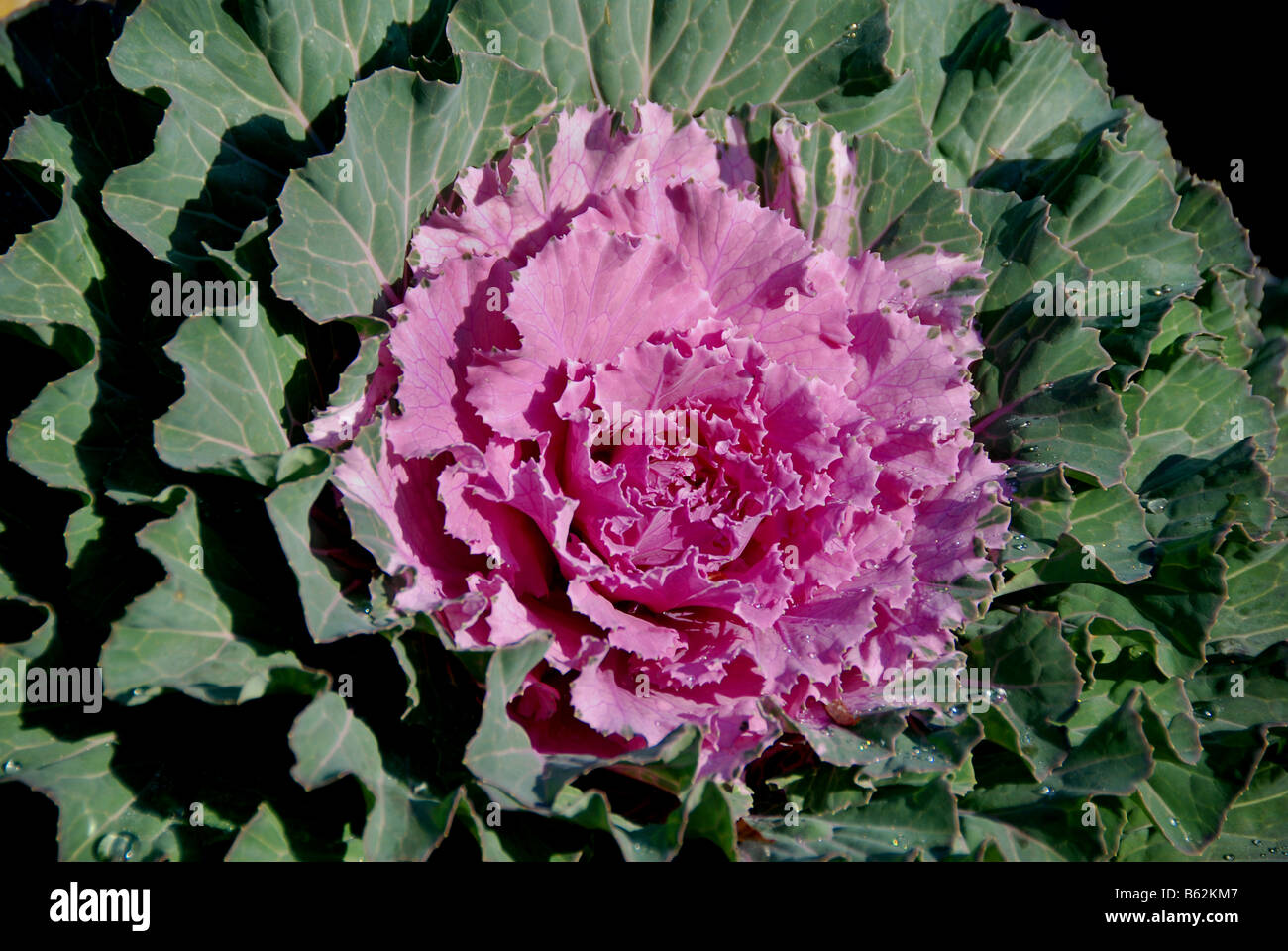 A popular ornamental garden plant in the fall, red kale is at its best ...